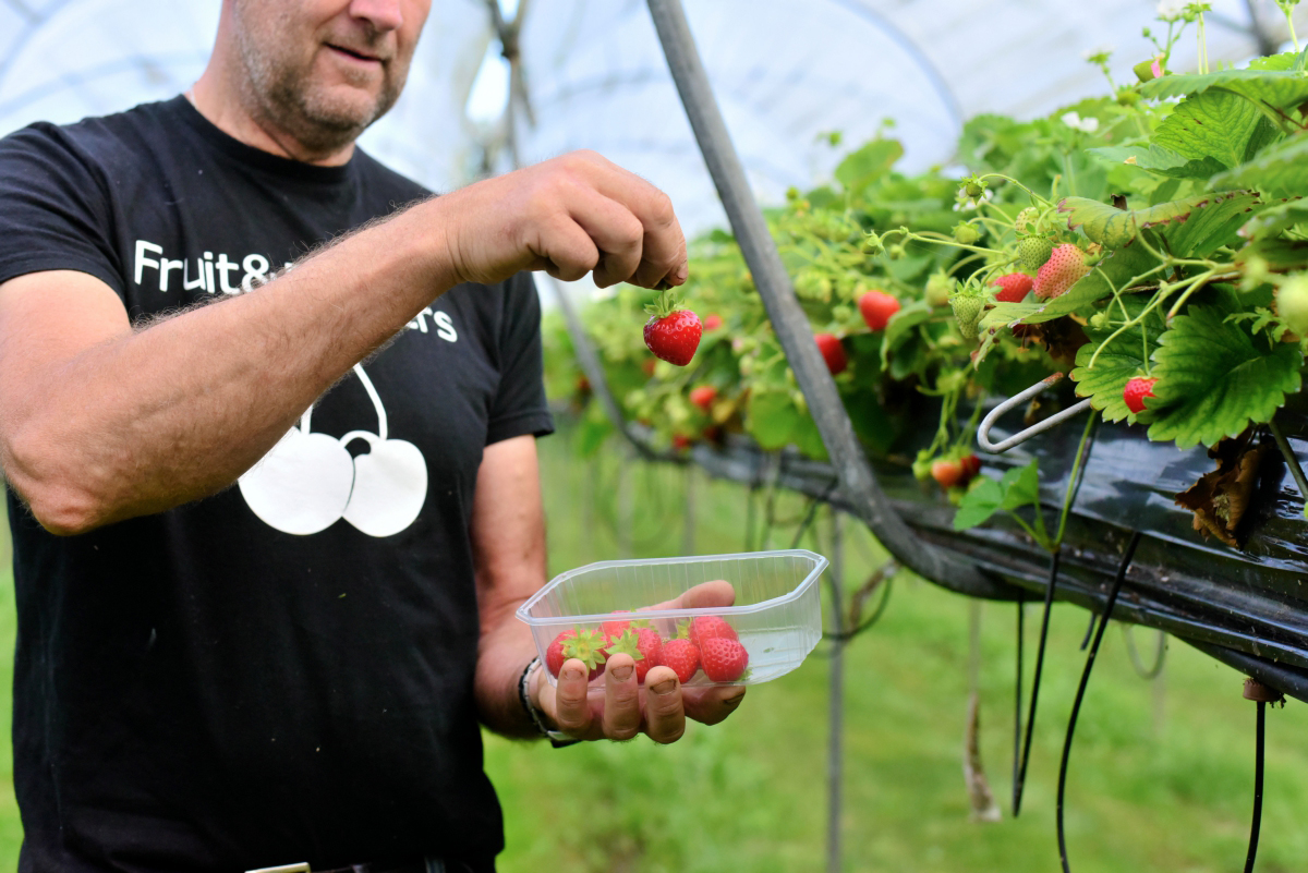 Van Reeuwijk Fruit & Flowers: pluktuin in Abbenes | Visit Haarlemmermeer